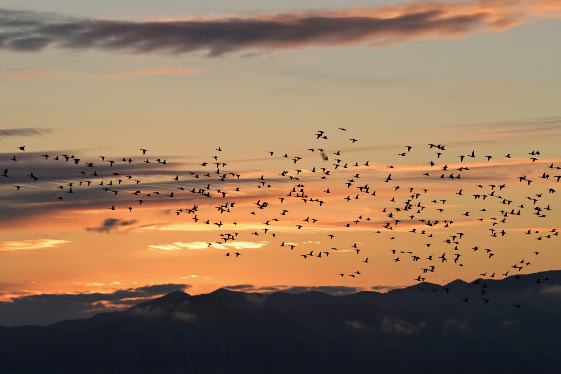 橋本倫史 結局のところ最後は人なんですよ – ページ 3 – OHTABOOKSTAND