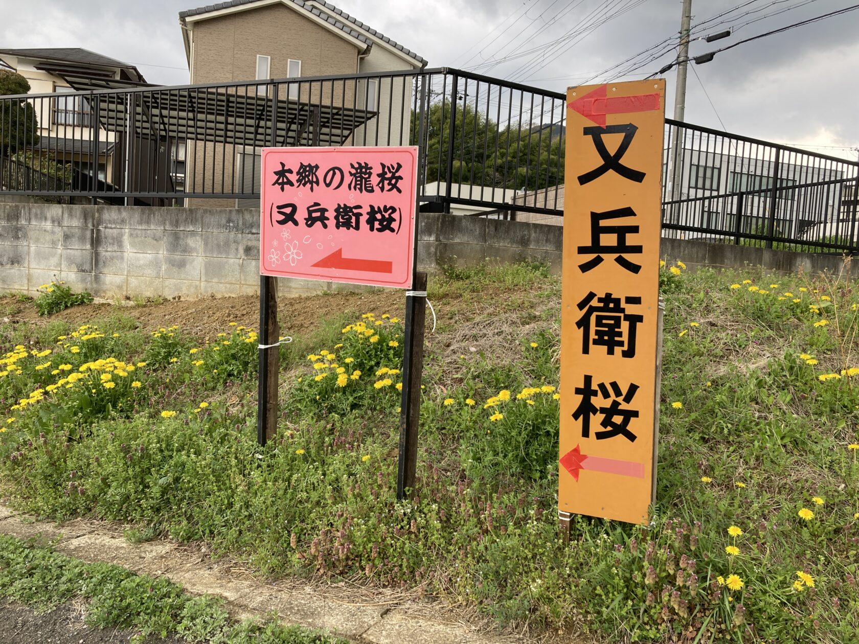 スズキナオ 一本の桜を見に行く旅 – OHTABOOKSTAND